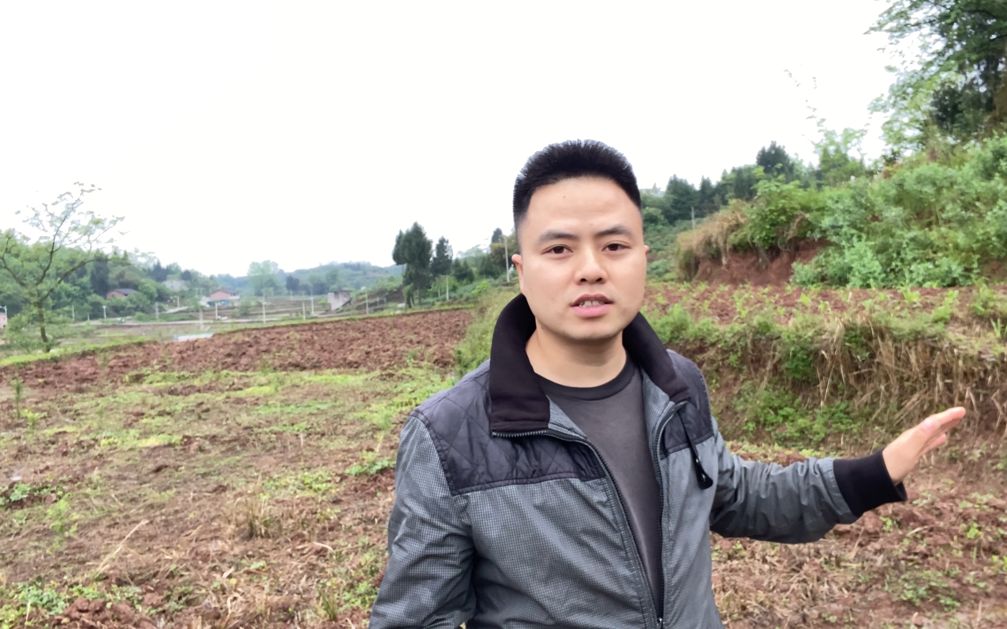 刺梨树见过吗?山城农人去年种植了几百棵,明年就可以开花结果