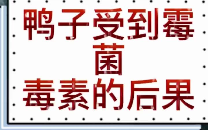 鸭子受到霉菌毒素的后果 肉鸭霉菌感染的症状 肉鸭霉菌中毒怎么治