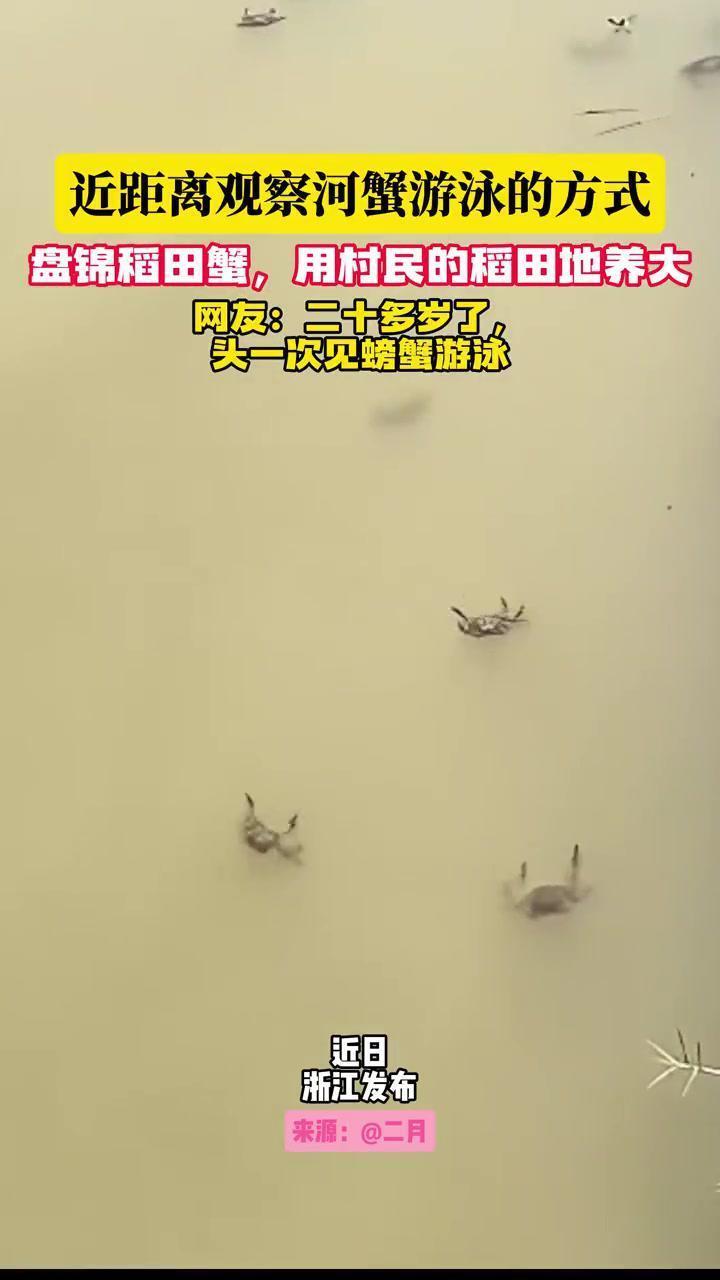 近距离观察河蟹游泳的方式#近距离观察河蟹游泳的方式#盘锦稻田蟹#...