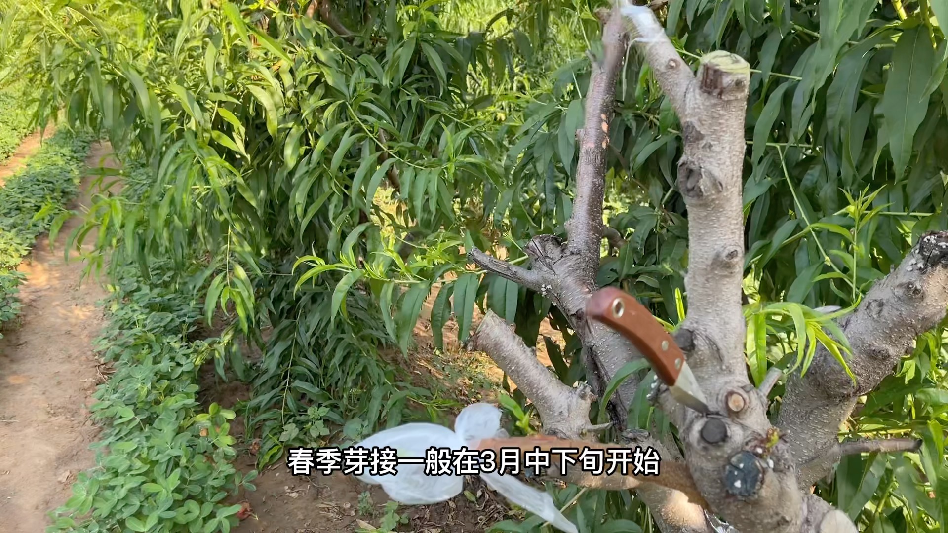 桃树嫁接的时间和方法