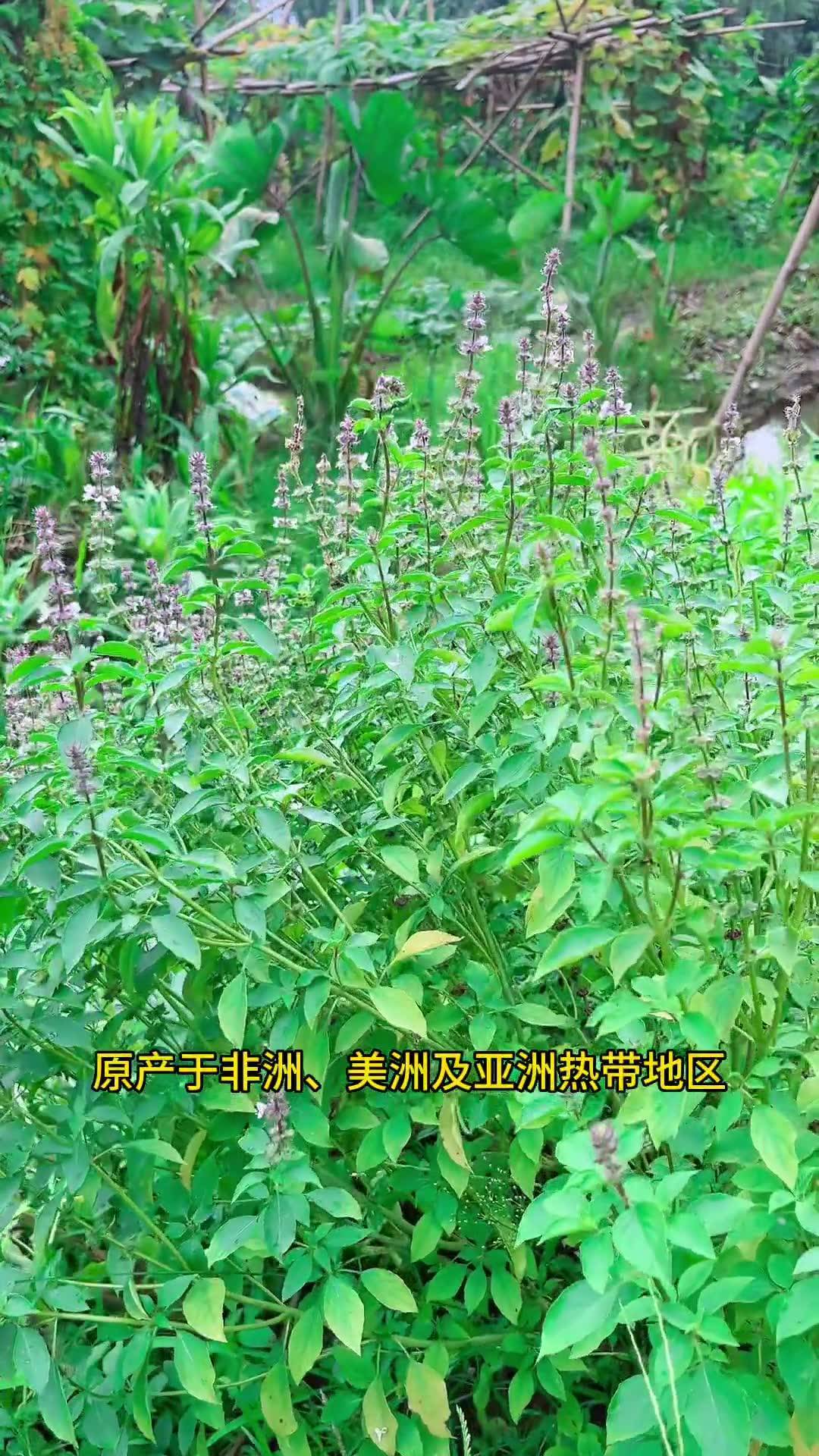 农村常见的四大植物调料,你认识几种?
