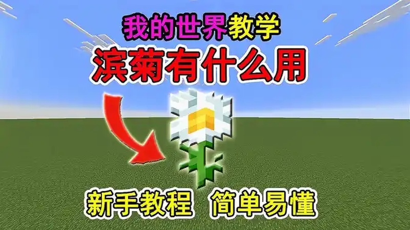 我的世界滨菊有什么用一个视频教会你!冷知识