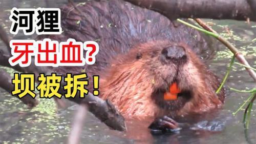 河狸总啃树,牙出血了?森林湖泊破坏殆尽,敢跟人类斗,拆!