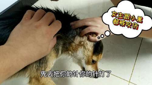 惊魂瞬间!狗狗撕咬血战,女主人手指被咬穿鲜血直流