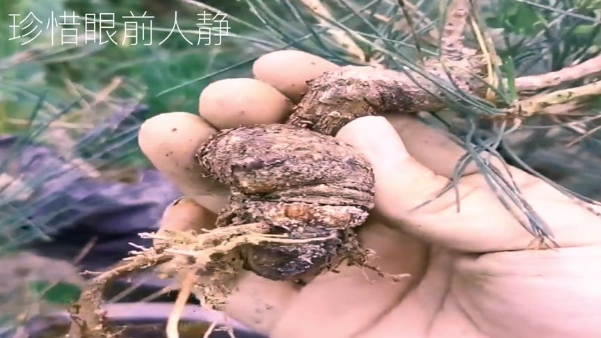 松树盆景养护技巧与管理,如何用最短时间培育“矮霸”型盆景?