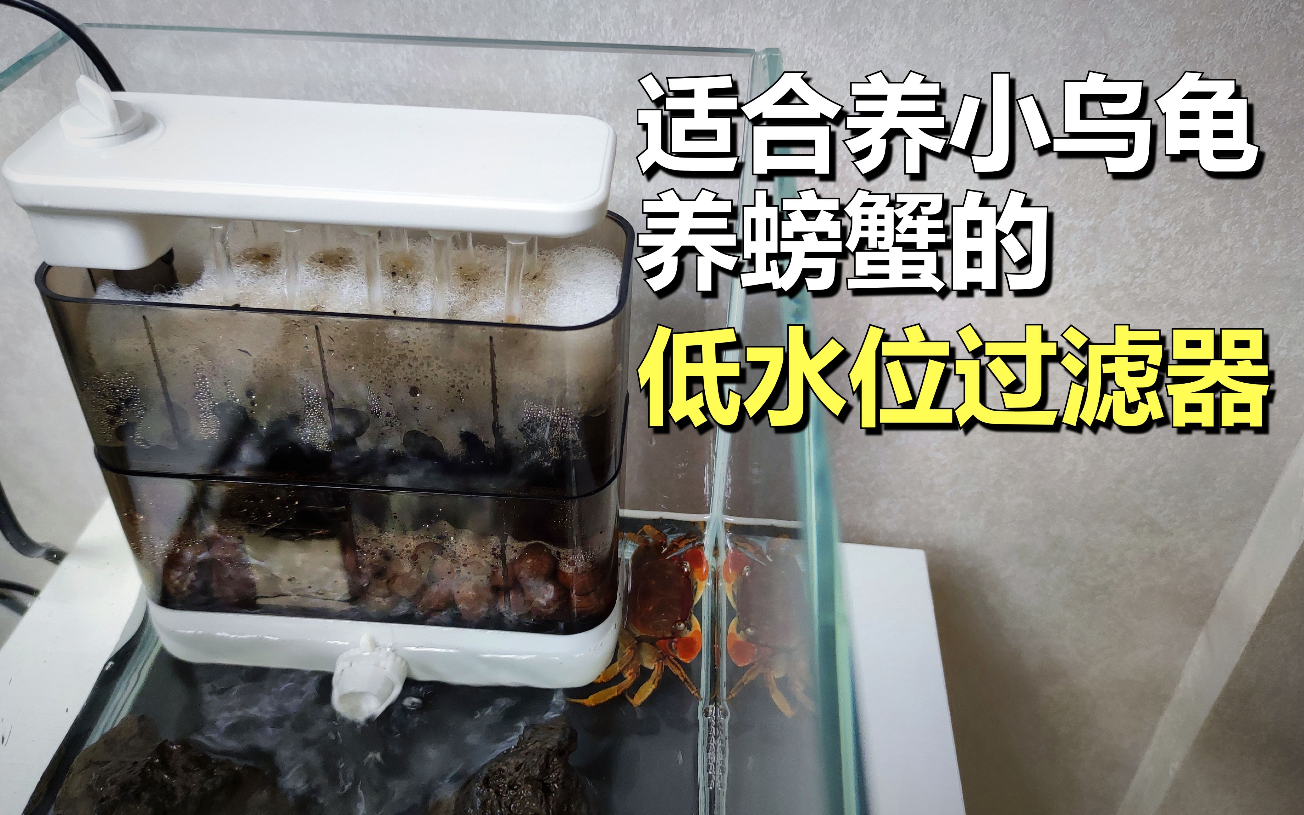 养螃蟹或小乌龟苗,就用低水位过滤器,保持水质清澈无异味