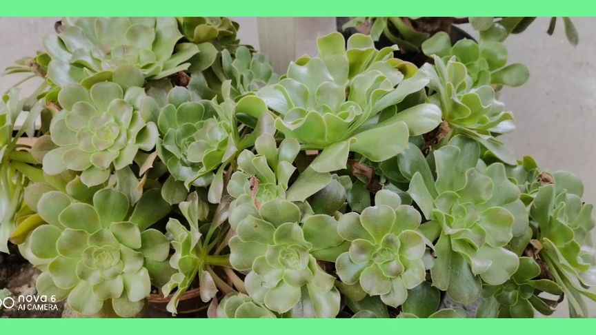 种植花草树木不易!养护更大任务!养花花草草不易!