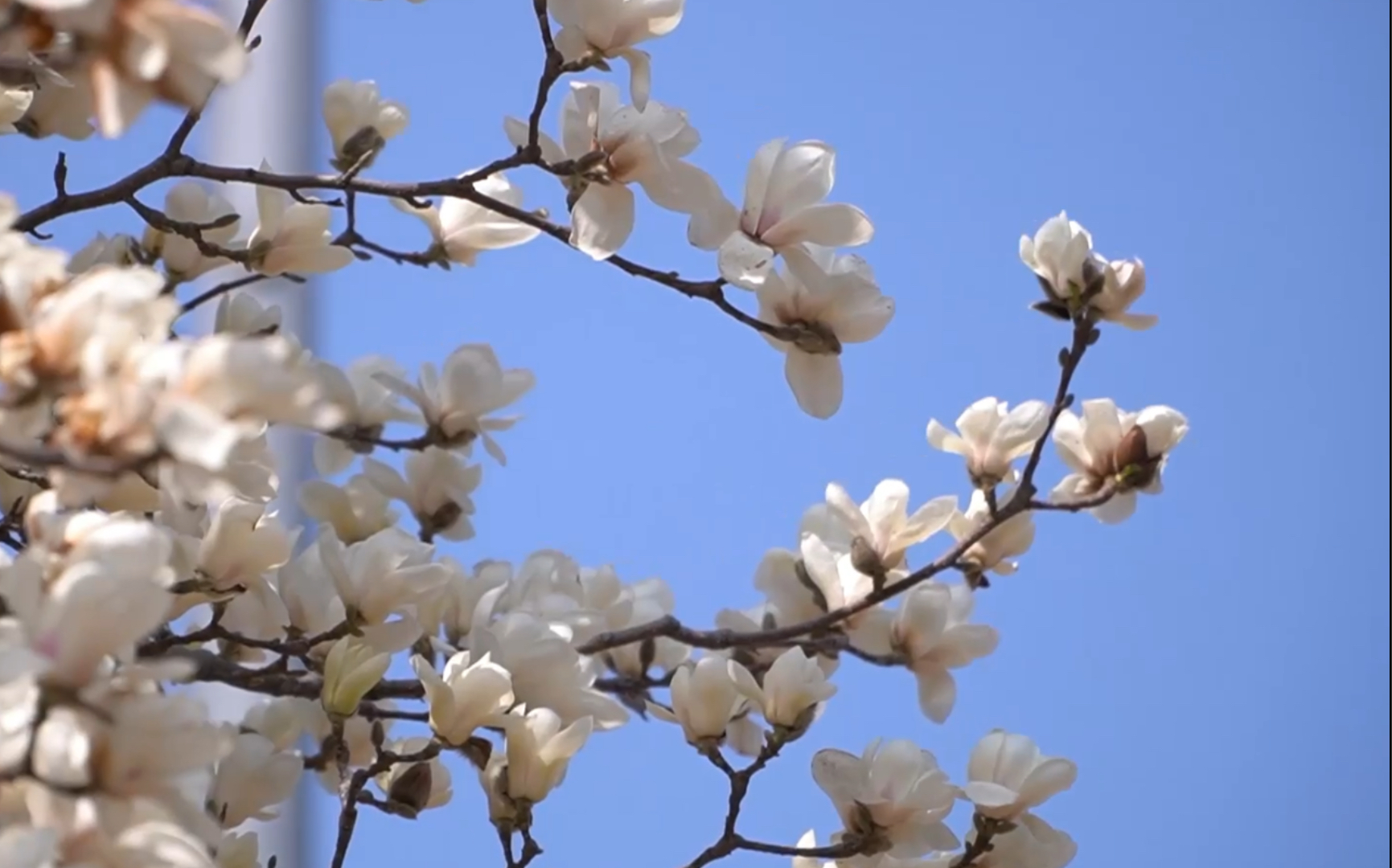 春天里那些开放的花儿们 水彩花卉绘画素材