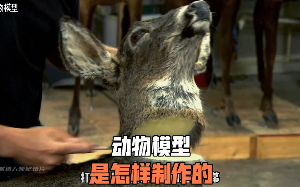 用真兽皮制作的动物模型,能保护野生动物吗