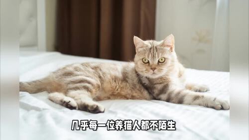 猫踩奶动作表示什么?本能记忆、情感标记与主仆默契