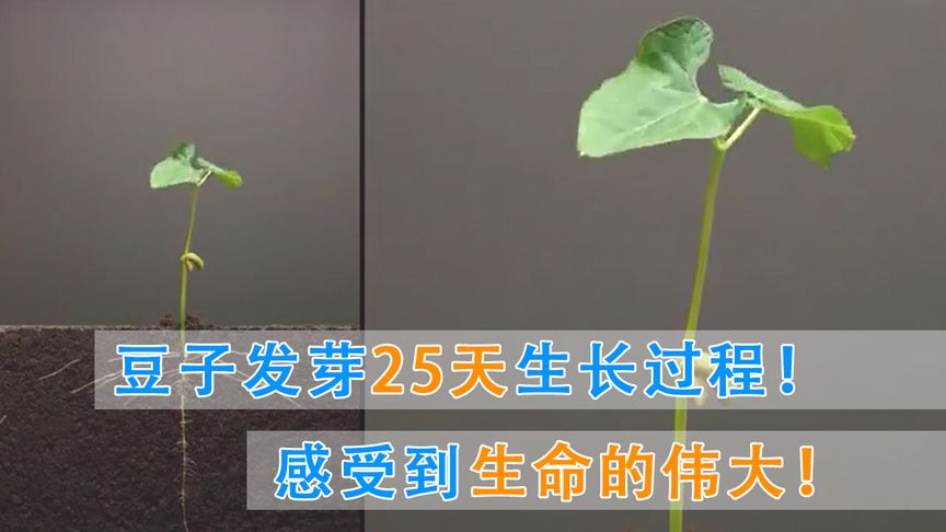 豆子发芽25天生长过成记录!感受到生命的伟大!
