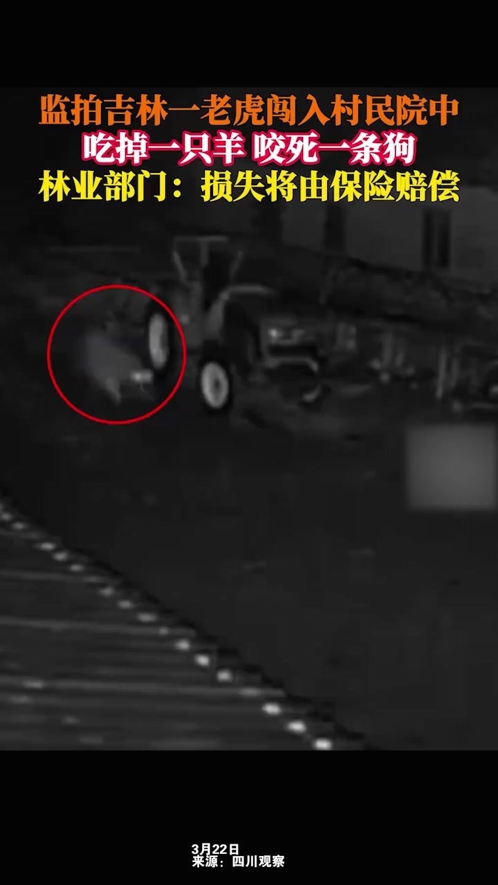 ...吉林延边一老虎闯入村民家院内咬死羊和狗,林业部门:已进行安全宣传