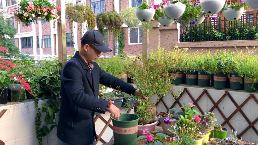 让花儿全年开花的秘诀就在这,残花剪掉然后追底肥,花儿天天开