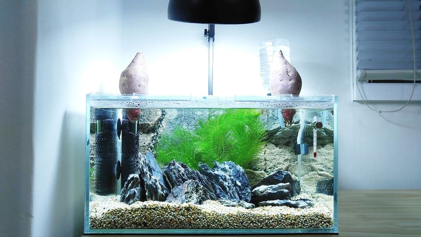 草缸新玩法!小伙用两个红薯打造了一个草缸水景,堪称养鱼神器