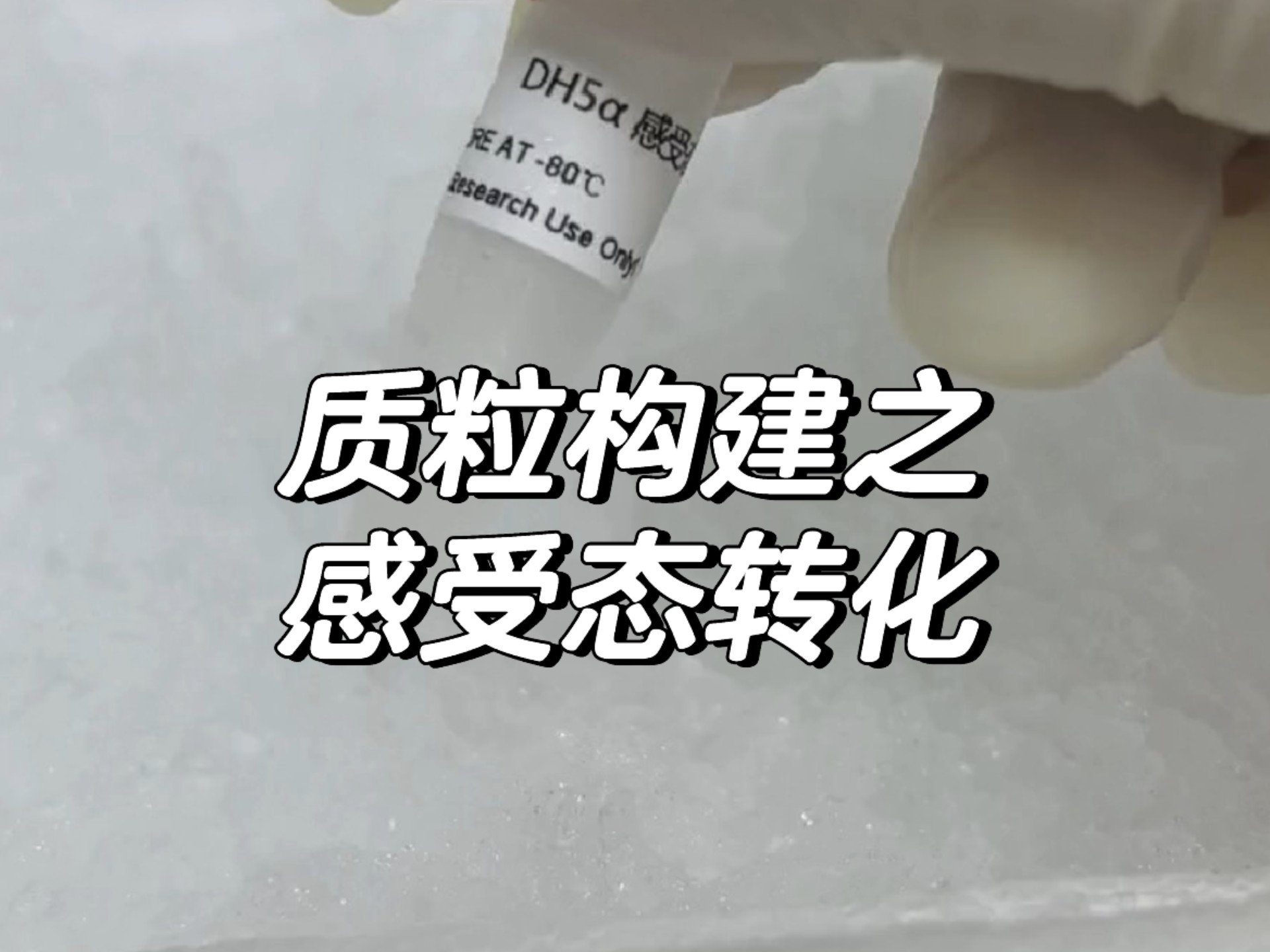 质粒构建之感受态转化✨视频版