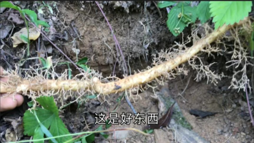 这个植物叫玉竹也叫尾参地管子铃铛菜注意和黄精区别看看它作用