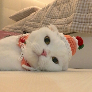 小炫炫哎呀 