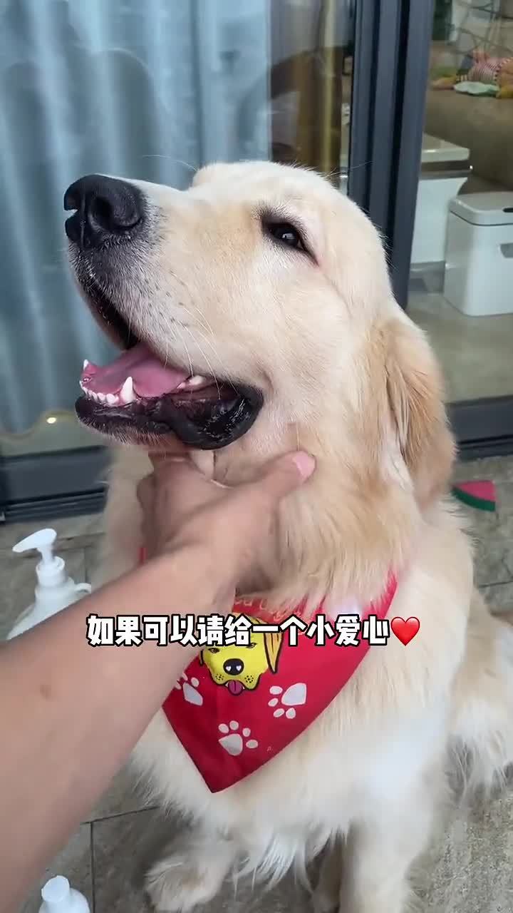 怎样给狗狗洗澡才没有皮肤病问题呢,养狗的朋友请看完视频 萌宠狗狗.