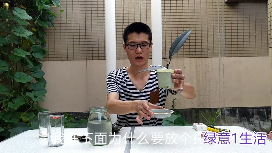 橡皮树的扦插方法,水培和沙培两种方法送给你