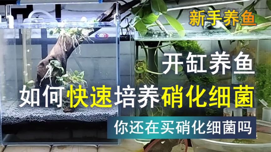 你还在买硝化细菌吗,告诉你开缸怎么快速培养硝化细菌