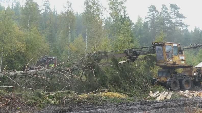 树木砍伐后,机器自动剃树枝,自动锯断,太省时省力了