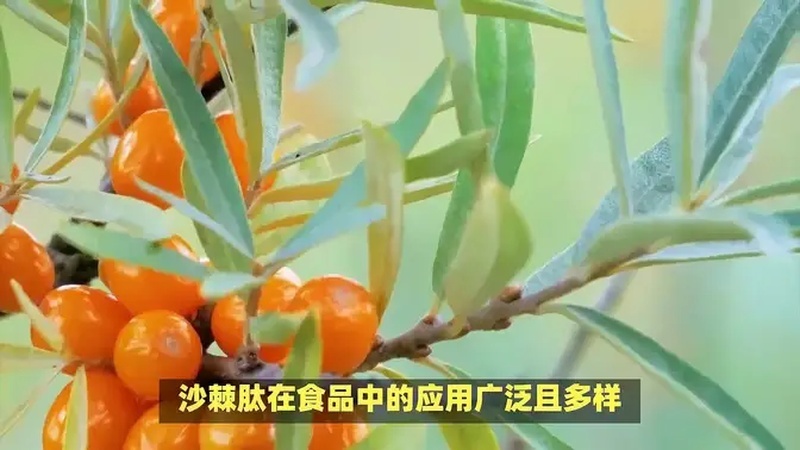 沙棘肽在食品中的应用广泛且多样