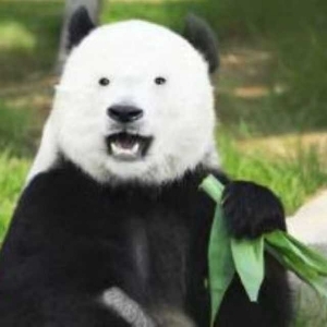 不熬夜的哈基熊 