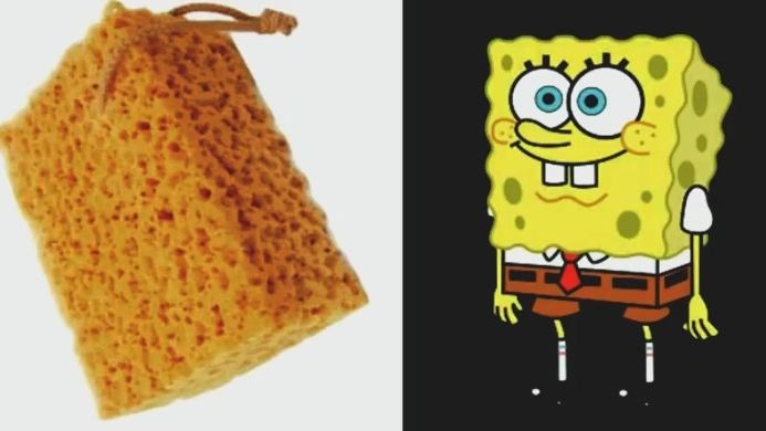 海绵宝宝角色原型,怎么觉得现实中的更可爱呢,你觉得呢