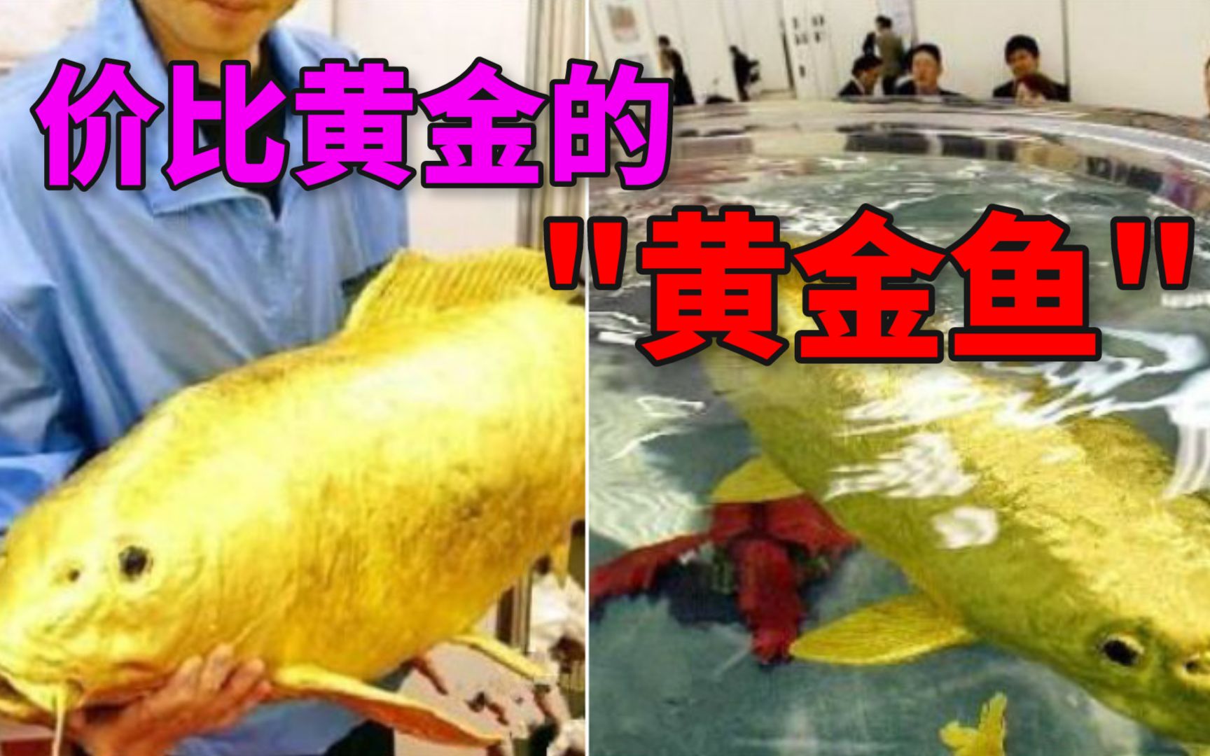 价比黄金的"黄金鱼”,几十年前堆在路边没人要,如今千金难求