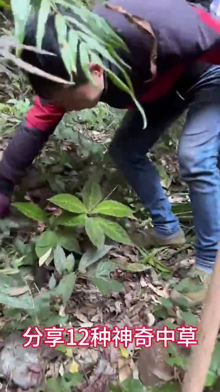 灵芝,你们见过吗