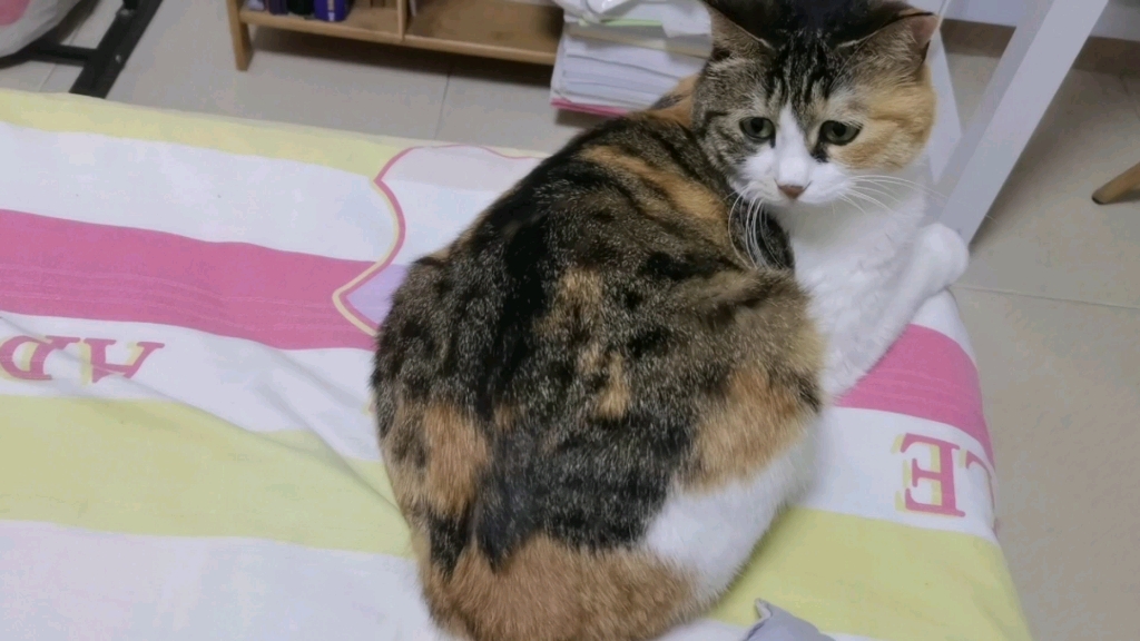 猫猫:懂点礼貌行吗?