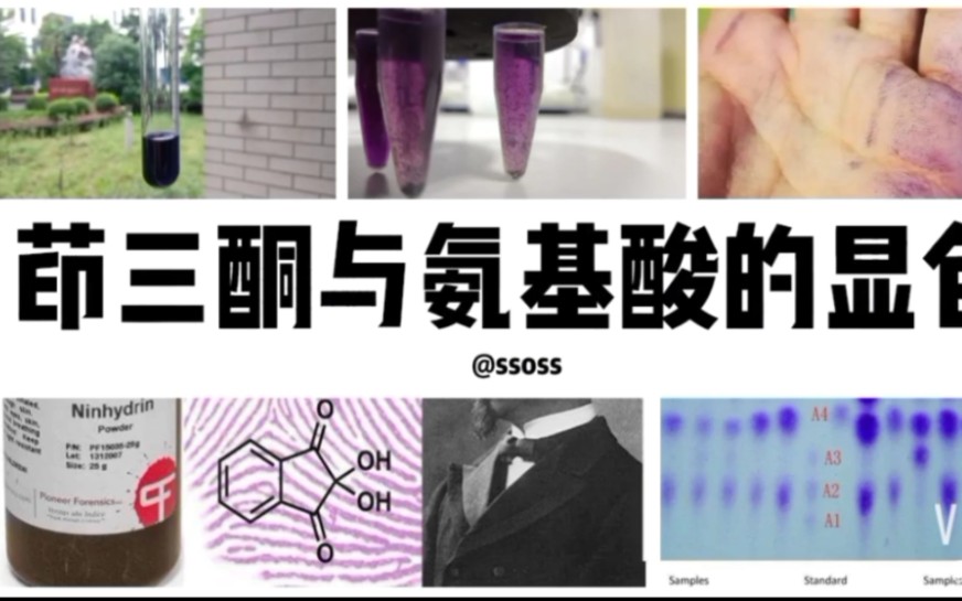 茚三酮与氨基酸的显色