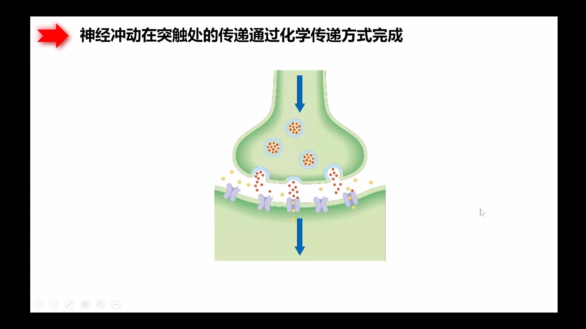 新浙科版高中生物选择性必修一2.2神经冲动的产生和传导2
