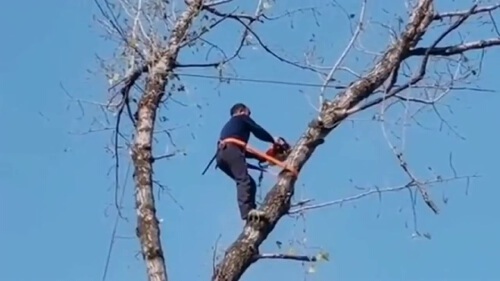 大爷这样砍树太危险了,技术是一流,一石二鸟?