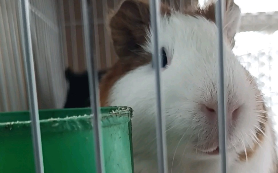 圆滚滚的豚豚