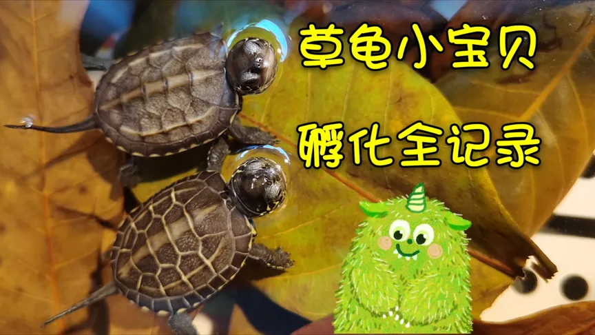 瘪掉的乌龟蛋还能顺利孵化吗?小姐姐带你看乌龟孵化全过程!