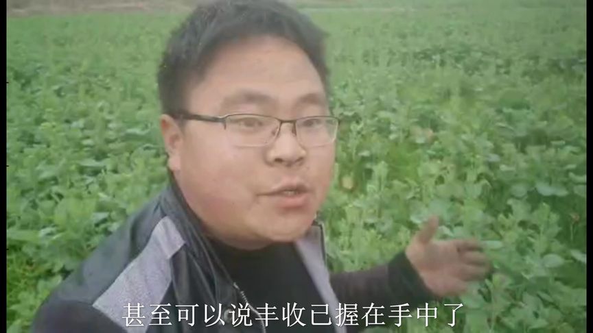 油菜已到生长关键期,各位农民朋友记得喷施硼肥和保持三沟的通畅