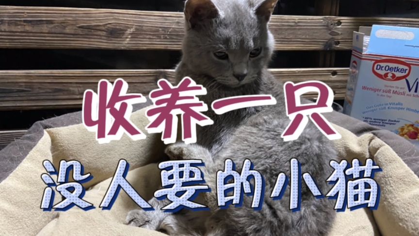 收养一只患尿闭被主人放弃的猫、治疗猫咪导尿全过程