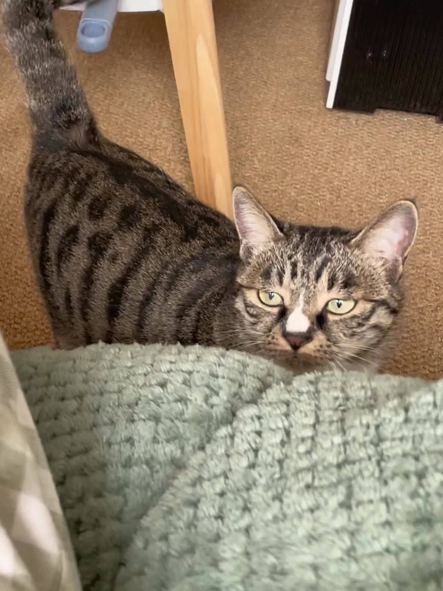 小猫奇怪的撒娇方式,感觉她整个脸都在撒娇
