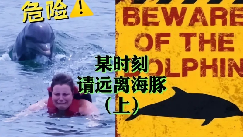 你以为的海豚并不像你以为的那么可爱