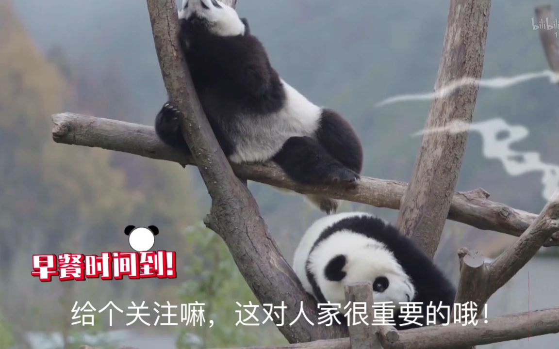 错过熊猫春晚的戳这里