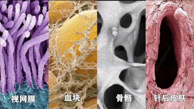 人体的一些器官组织在显微镜下是什么样的?