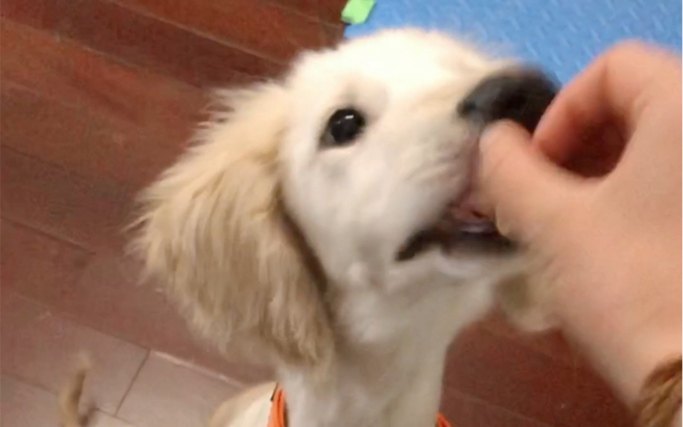 【陕西细犬】猪一样的狗