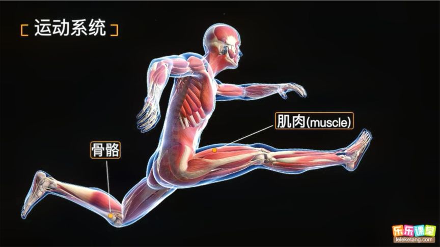 了解一下你自己的骨头有几块。8.1.16运动系统的组成