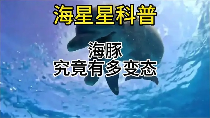 海豚,究竟有多“变态”