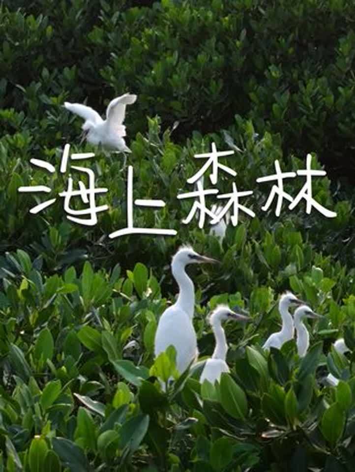 6月5日是世界环境日,一起去领略红树林的自然之美!碧波荡漾,白鹭翔集,...