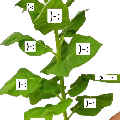 就叫我番薯叶 