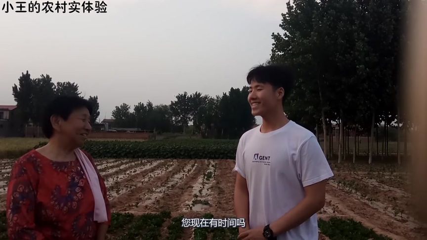 农村七十多岁大娘种着一片花生地 你们见过花生的生长过程吗