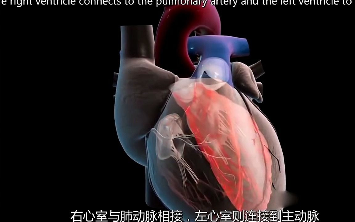 3D动画演示心脏主动脉瓣置换手术,现代医学技术果真发达