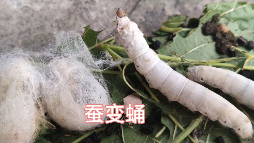 春蚕到死丝方尽,观察蚕的生长变化过程,蚕变蛹